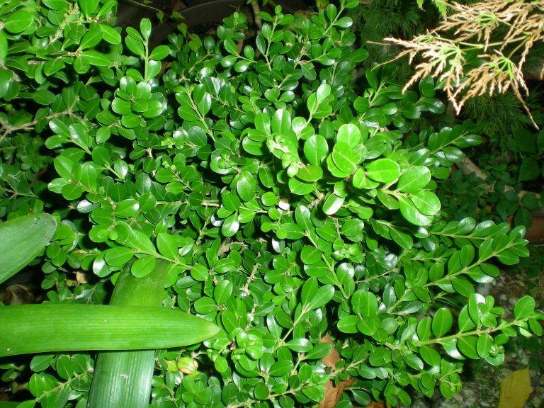 Boj-Buxus Sempervirens – Para Mi Jardín
