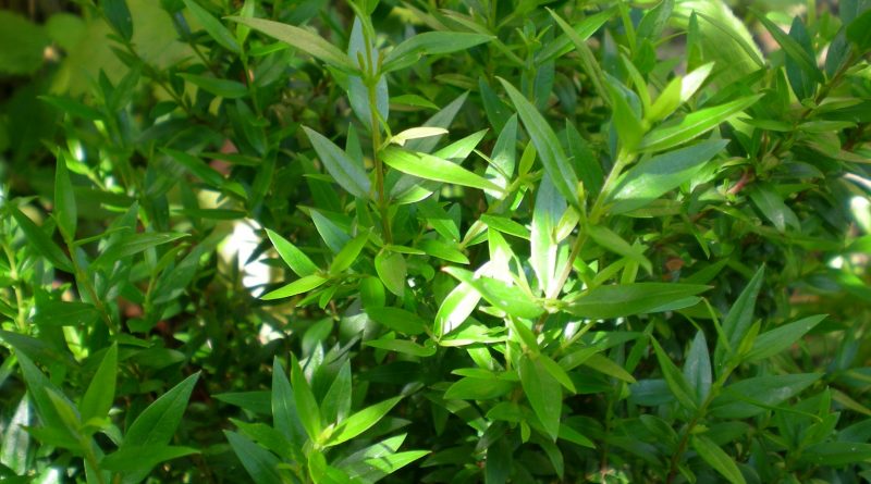 Mirto-Arrayán-Myrtus Communis – Para Mi Jardín