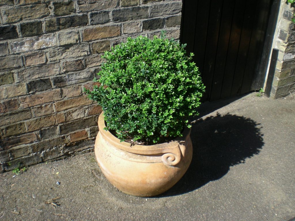Boj-Buxus Sempervirens – Para Mi Jardín