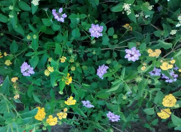 Lantana Rastrera-Lantana Montevidensis – Para Mi Jardín