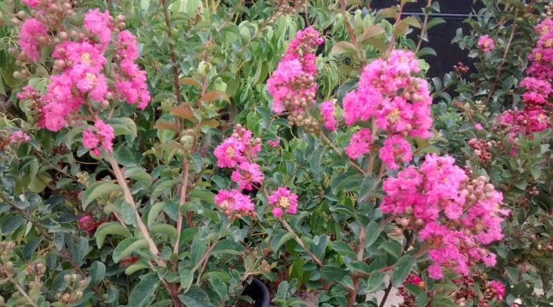 Arbol de jupiter-Lagerstroemia Indica – Para Mi Jardín