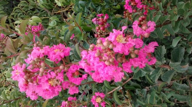 Arbol de jupiter-Lagerstroemia Indica – Para Mi Jardín