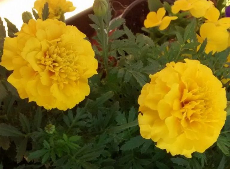 Clavel Moro-Tagetes – Para Mi Jardín