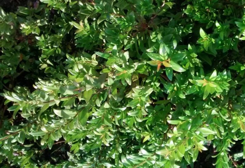 Mirto-Arrayán-Myrtus Communis – Para Mi Jardín