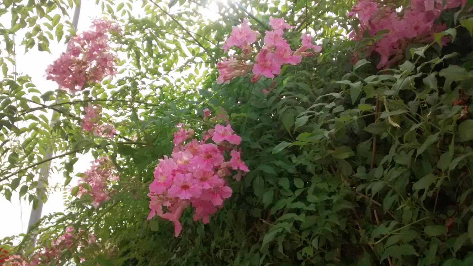 Bignonia Rosa-Podranea Ricasiolana – Para Mi Jardín