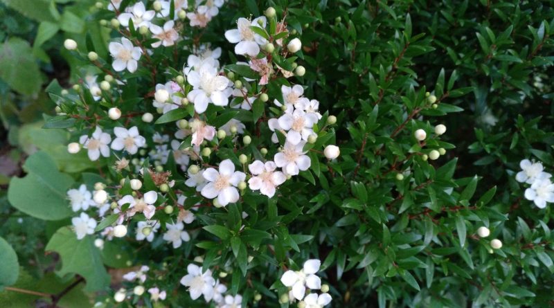 Mirto-Arrayán-Myrtus Communis – Para Mi Jardín