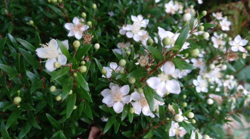 Mirto-Arrayán-Myrtus Communis – Para Mi Jardín