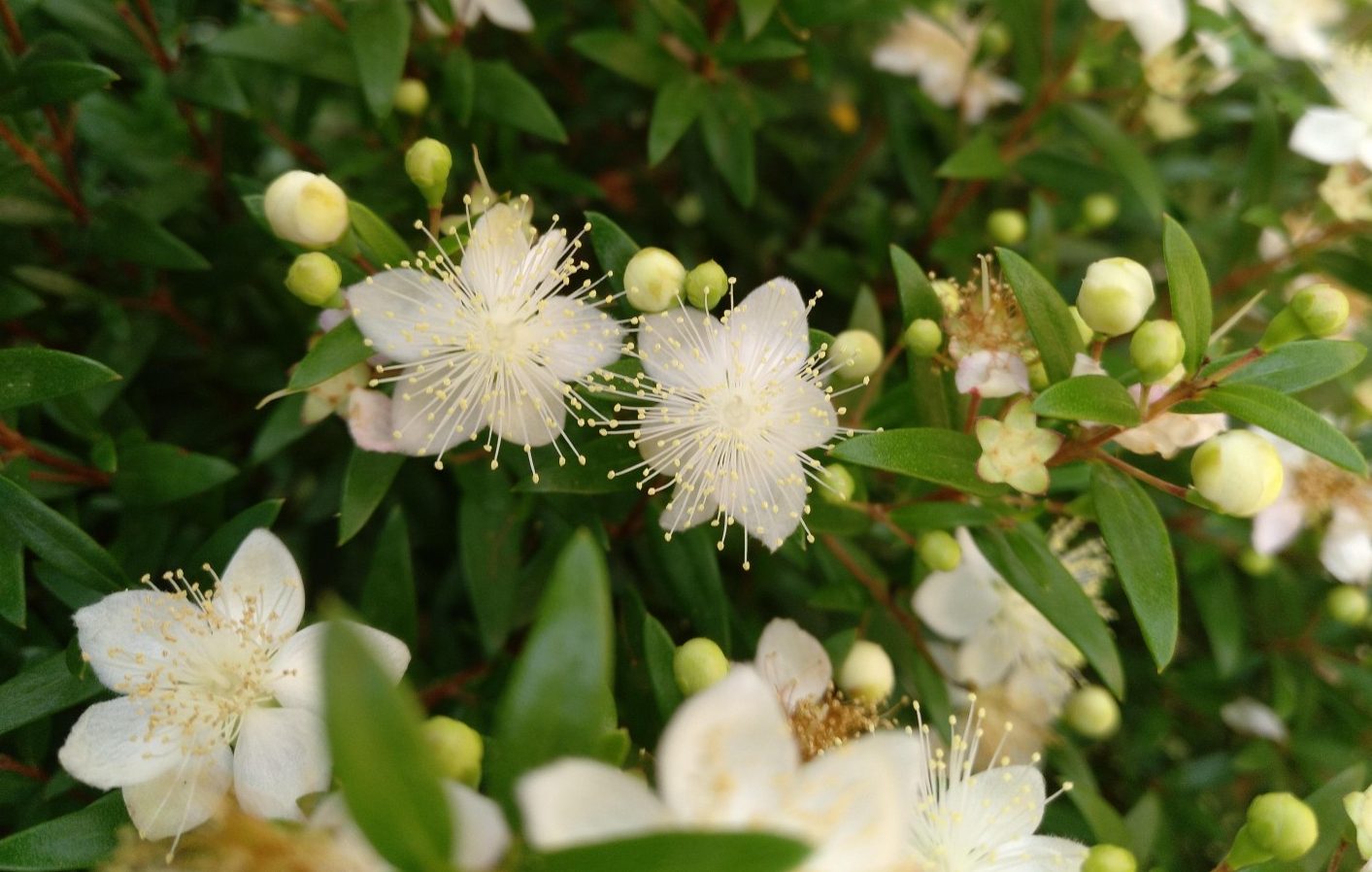 Mirto-Arrayán-Myrtus Communis – Para Mi Jardín
