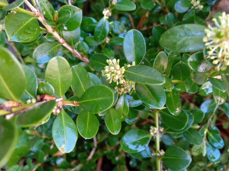 Boj-Buxus Sempervirens – Para Mi Jardín