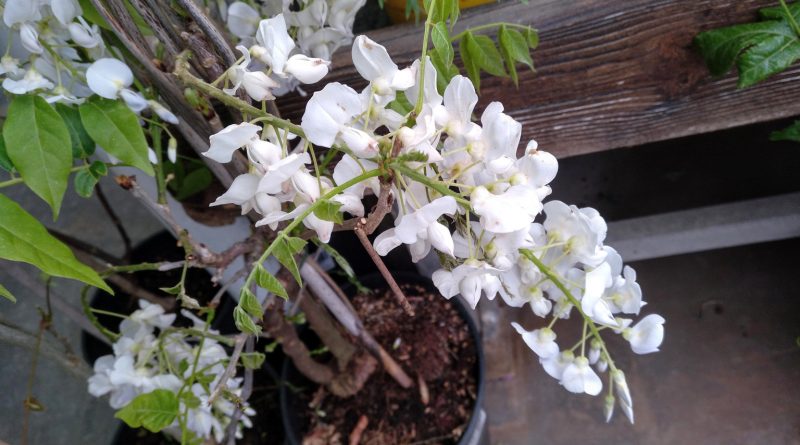 Wisteria-Glicinia – Para Mi Jardín
