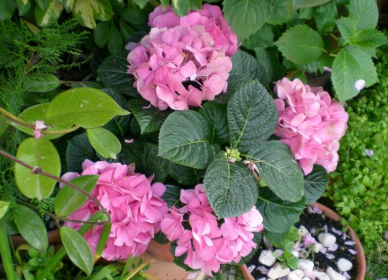 Hortensia-Hydrangea Macrophylla – Para Mi Jardín