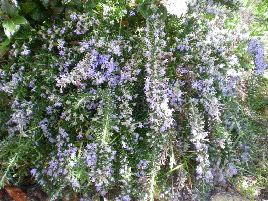 Romero Rastrero-Rosmarinus Officinalis Prostratus – Para Mi Jardín