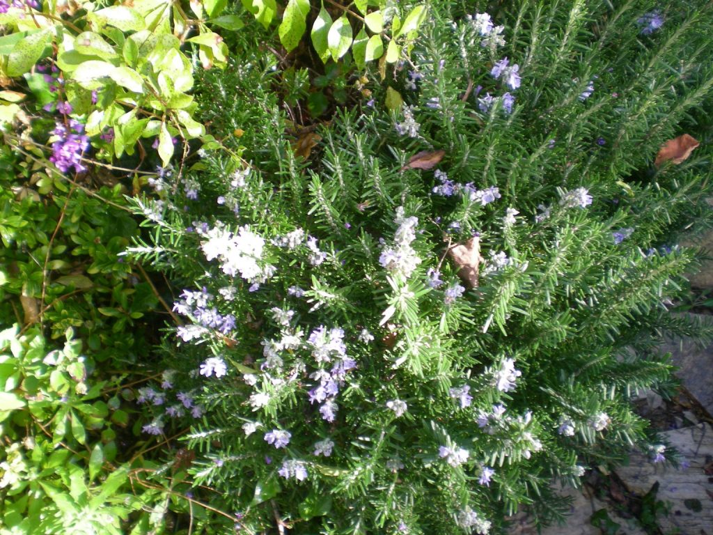 Romero Rastrero-Rosmarinus Officinalis Prostratus – Para Mi Jardín
