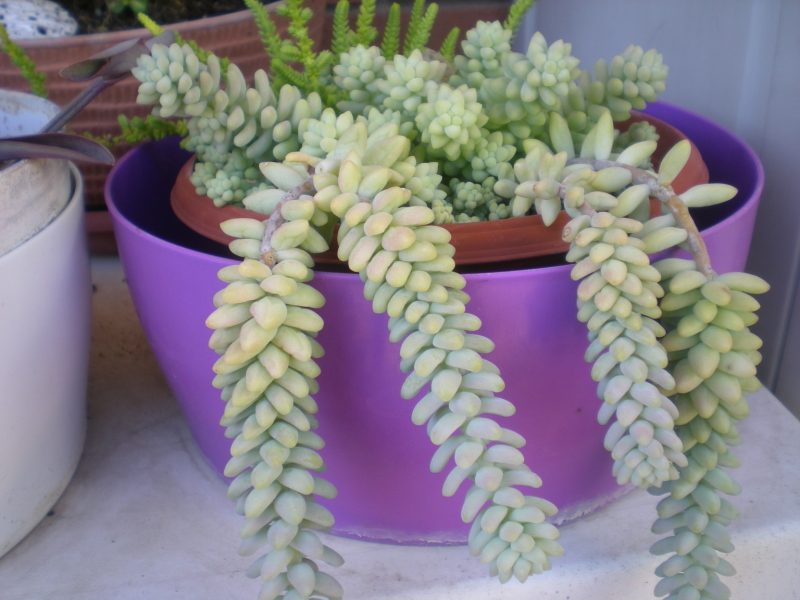 Trenza de India-Cola de Burro-Sedum Burrito – Para Mi Jardín