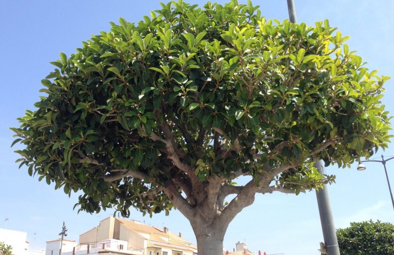 Ficus Microcarpa-Ficus Nitida-Ficus Retusa – Para Mi Jardín