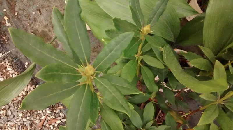 Rododendros-Rhododendron – Para Mi Jardín