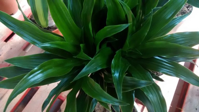 Compacta-Dracena Compacta-Dracaena Compacta – Para Mi Jardín