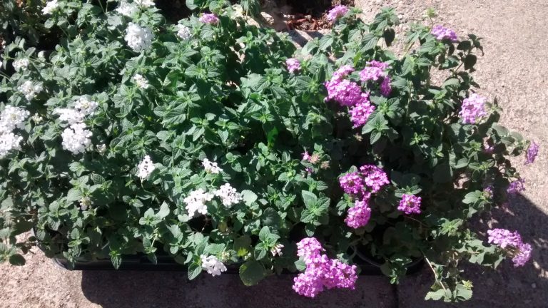 Lantana Rastrera-Lantana Montevidensis – Para Mi Jardín