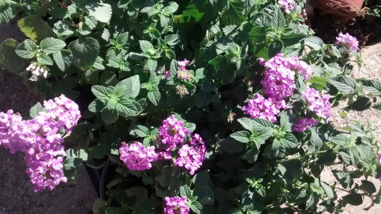 Lantana Rastrera-Lantana Montevidensis – Para Mi Jardín