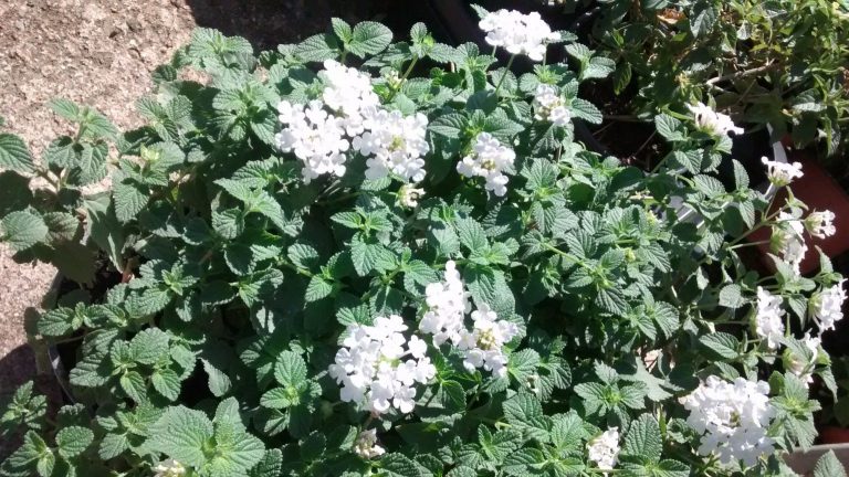Lantana Rastrera-Lantana Montevidensis – Para Mi Jardín