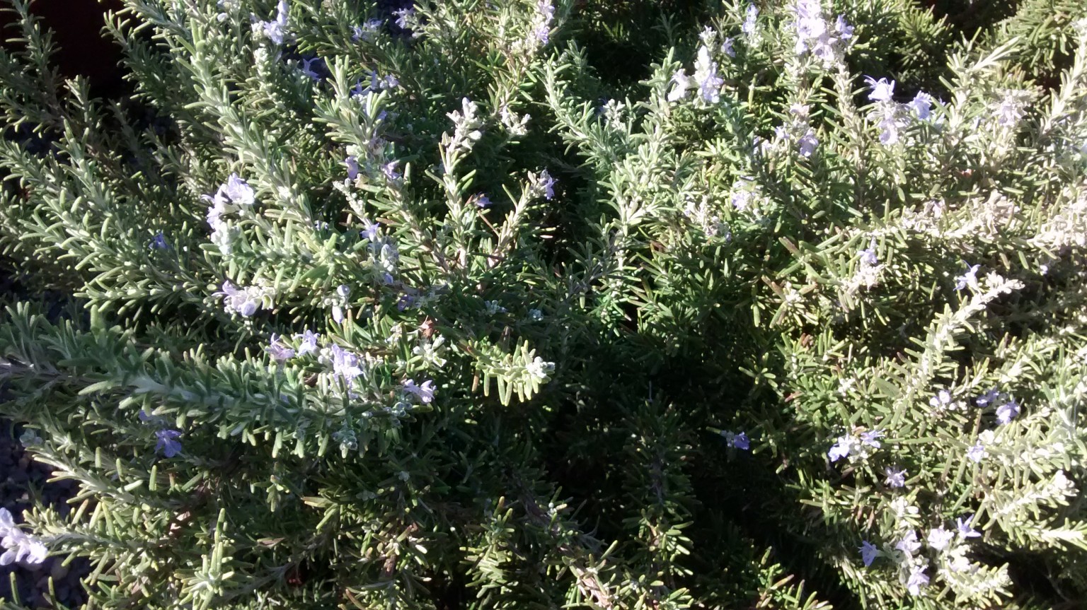 Romero Rastrero-Rosmarinus Officinalis Prostratus – Para Mi Jardín