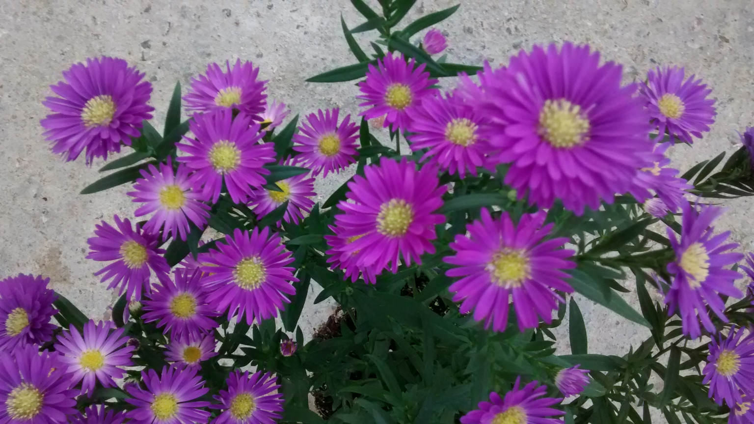 Aster – Para Mi Jardín