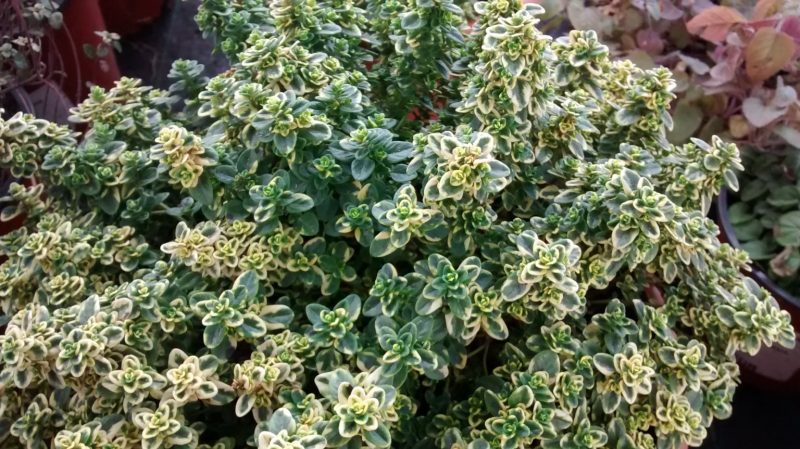 Tomillo Limon-Thymus Citriodorus – Para Mi Jardín