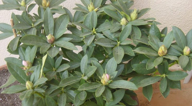 Rododendros-Rhododendron – Para Mi Jardín