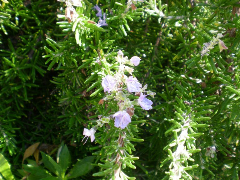 Romero Rastrero-Rosmarinus Officinalis Prostratus – Para Mi Jardín