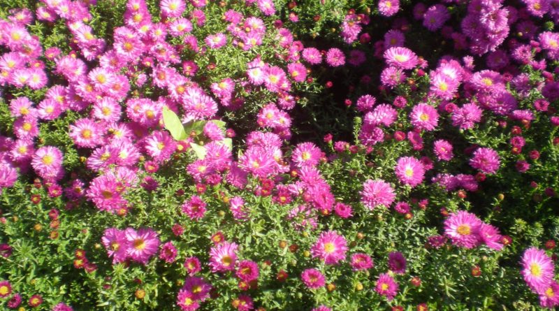 Aster – Para Mi Jardín