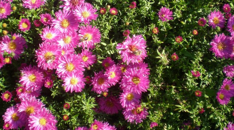 Aster – Para Mi Jardín