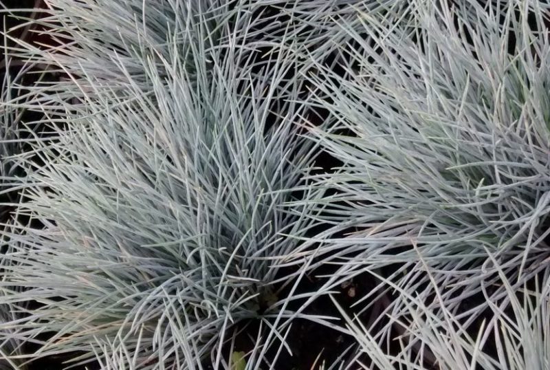 Festuca Azul-Festuca Glauca – Para Mi Jardín