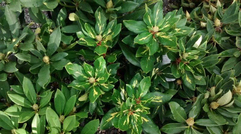 Rododendros-Rhododendron – Para Mi Jardín