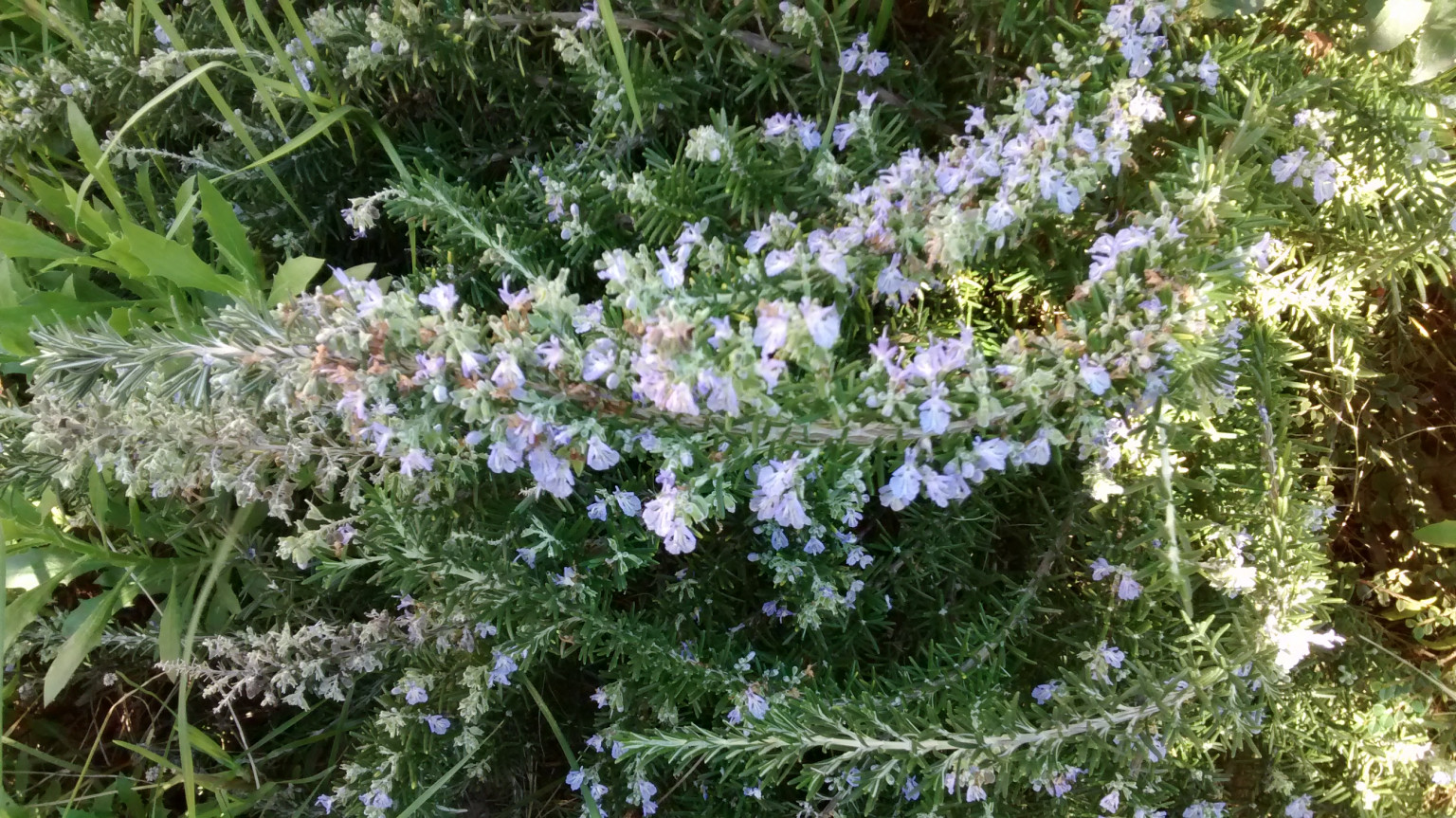 Romero Rastrero-Rosmarinus Officinalis Prostratus – Para Mi Jardín
