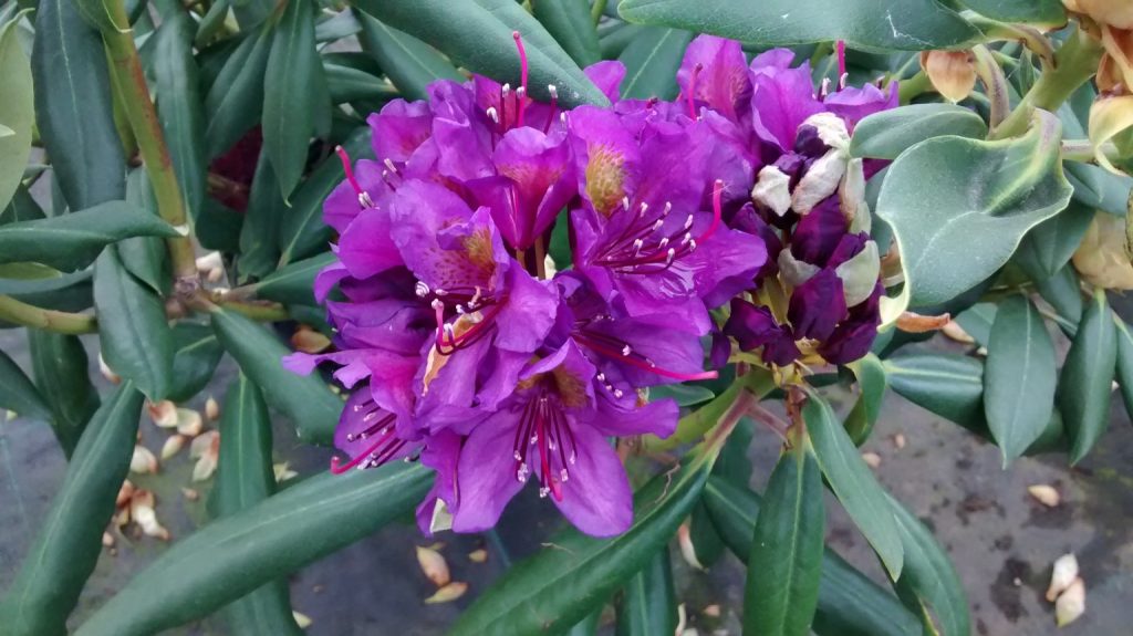 Rododendros-Rhododendron – Para Mi Jardín