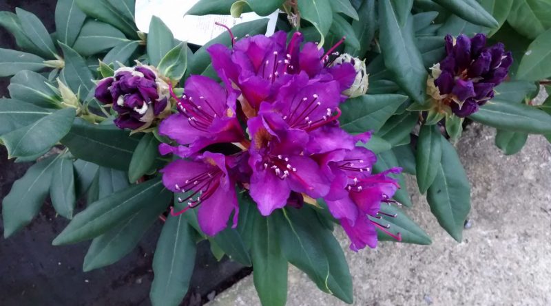 Rododendros-Rhododendron – Para Mi Jardín