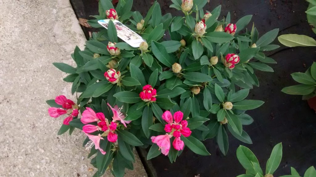 Rododendros-Rhododendron – Para Mi Jardín