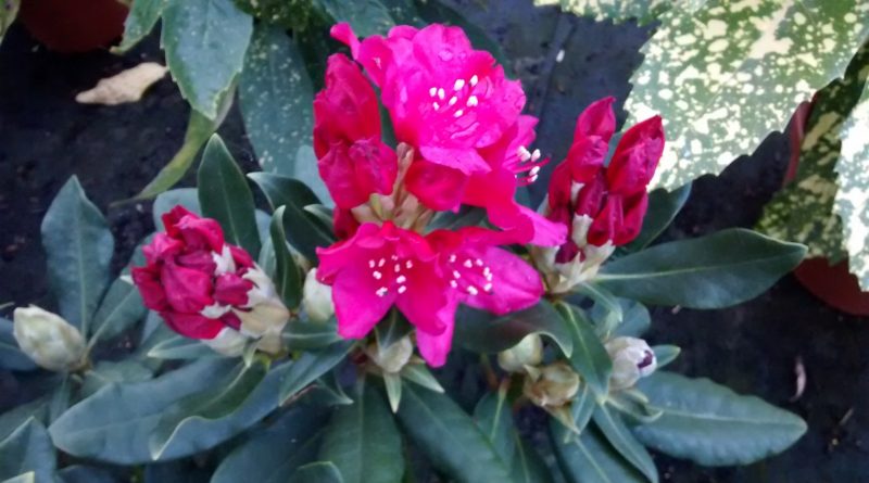 Rododendros-Rhododendron – Para Mi Jardín