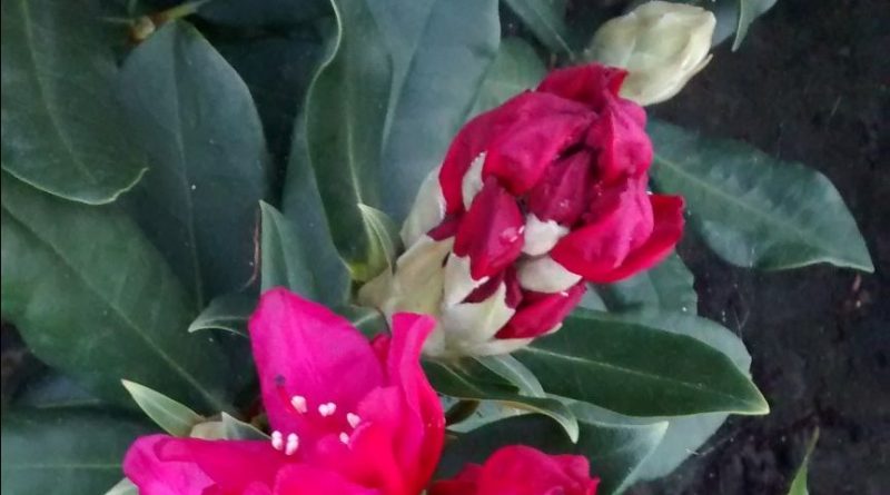 Rododendros-Rhododendron – Para Mi Jardín