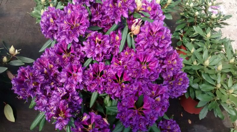 Rododendros-Rhododendron – Para Mi Jardín