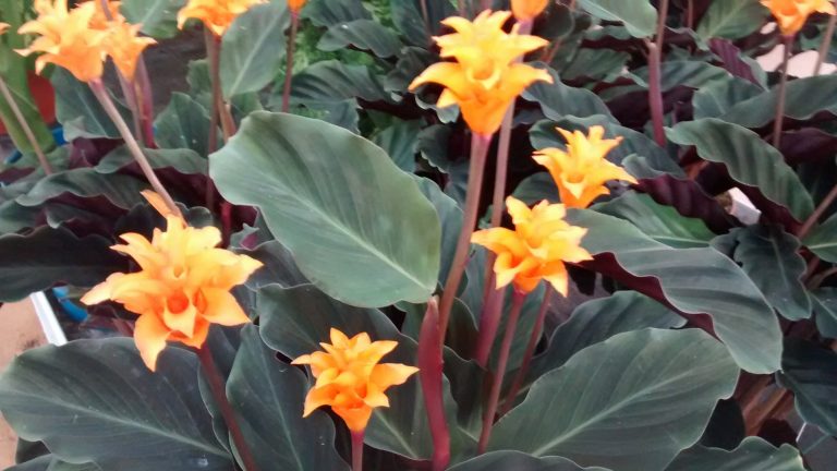 Calatea Crocata-Calathea Crocata – Para Mi Jardín