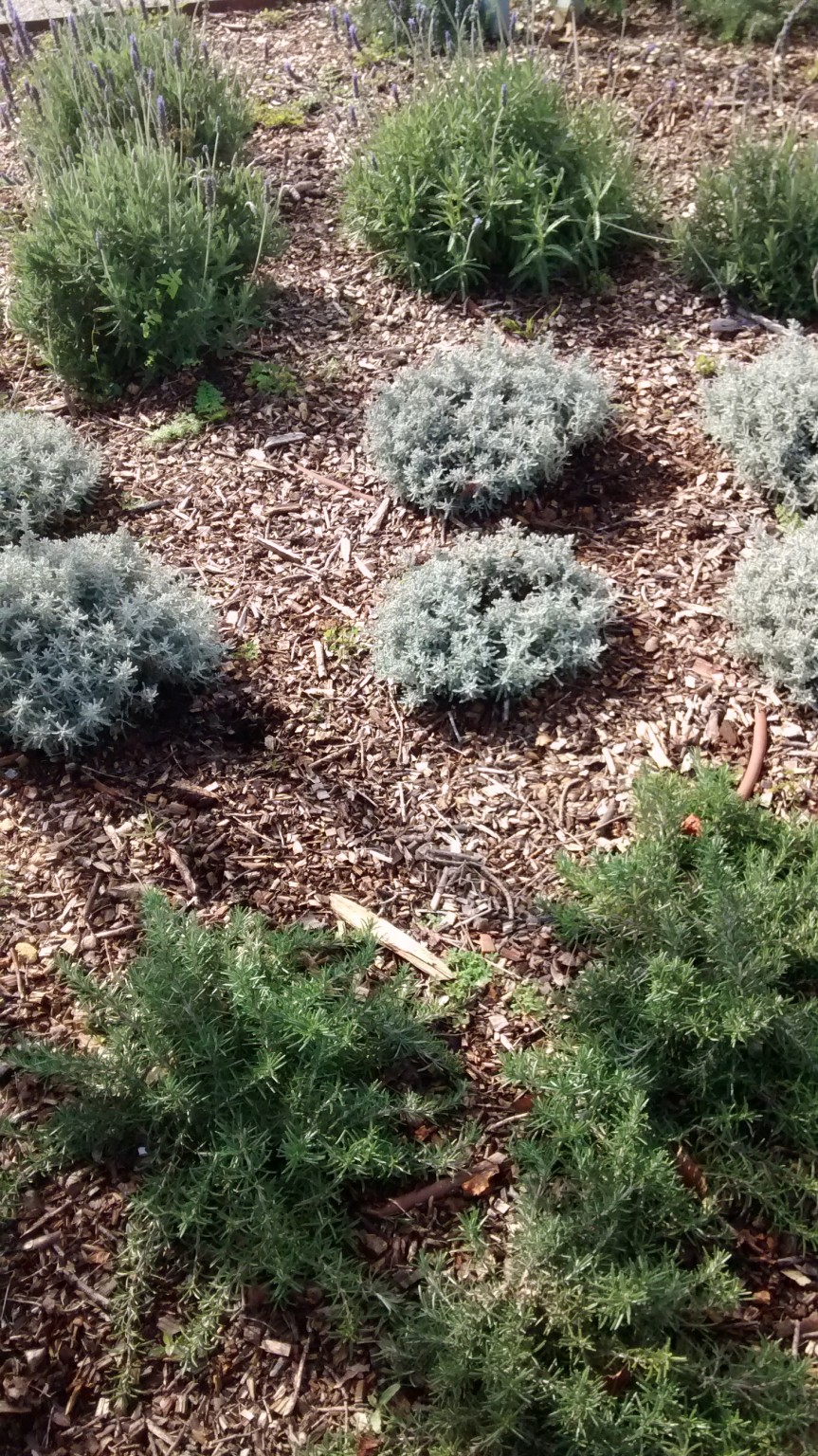 Romero Rastrero-Rosmarinus Officinalis Prostratus – Para Mi Jardín