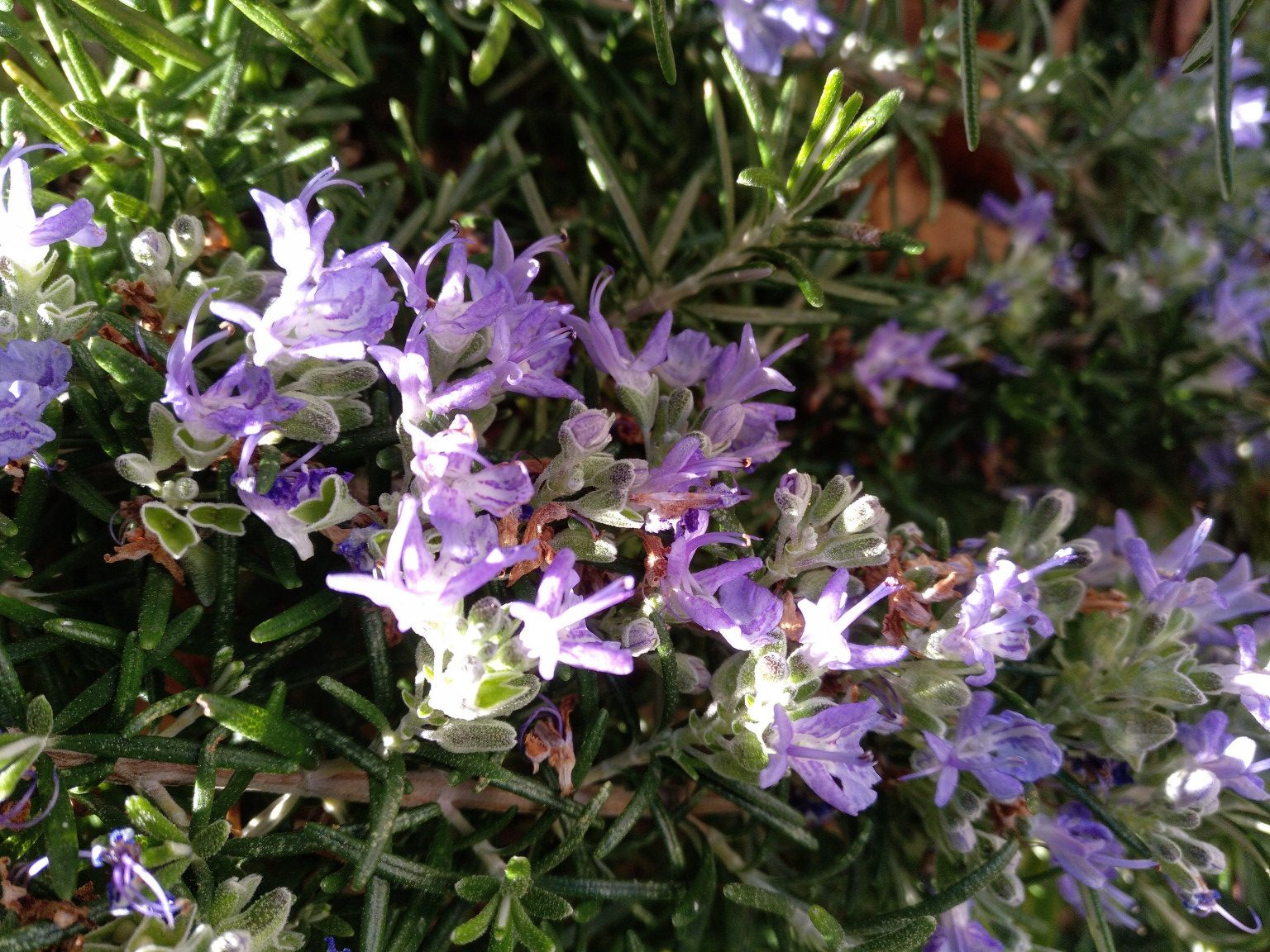 Romero Rastrero-Rosmarinus Officinalis Prostratus – Para Mi Jardín