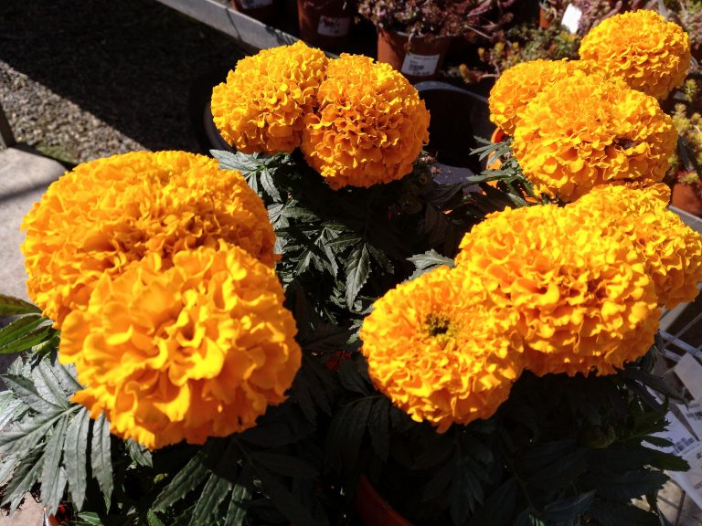 Clavel Moro-Tagetes – Para Mi Jardín