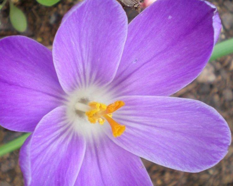 Crocus – Para Mi Jardín