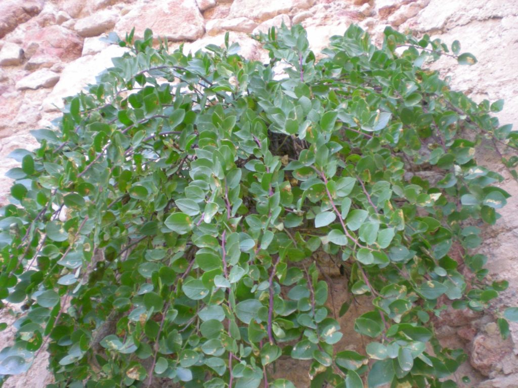 Alcaparra-Alcaparrera-Alcaparro-Capparis Spinosa, – Para Mi Jardín