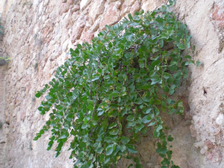 Alcaparra-Alcaparrera-Alcaparro-Capparis Spinosa, – Para Mi Jardín