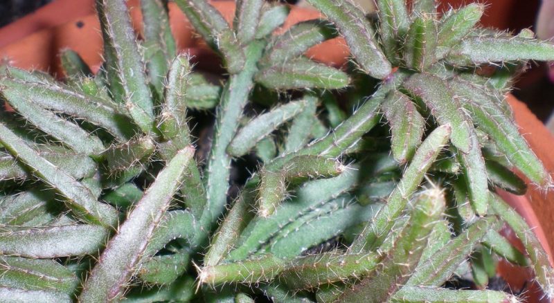 Rhipsalis Teres Prismatica – Para Mi Jardín