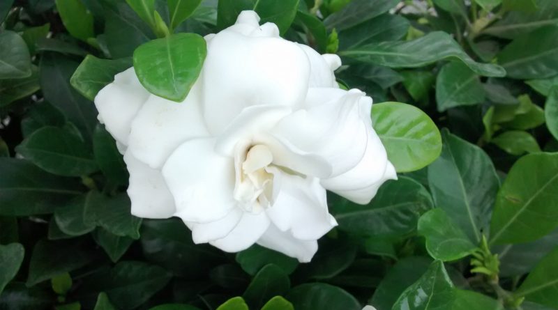 Gardenia – Para Mi Jardín