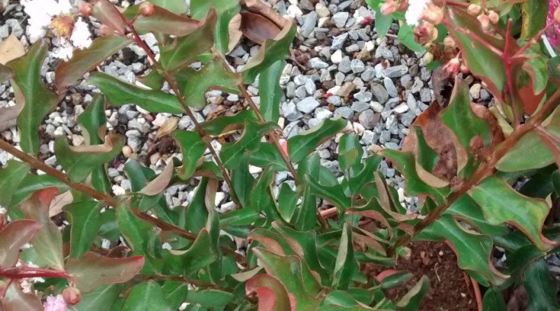 Arbol de jupiter-Lagerstroemia Indica – Para Mi Jardín